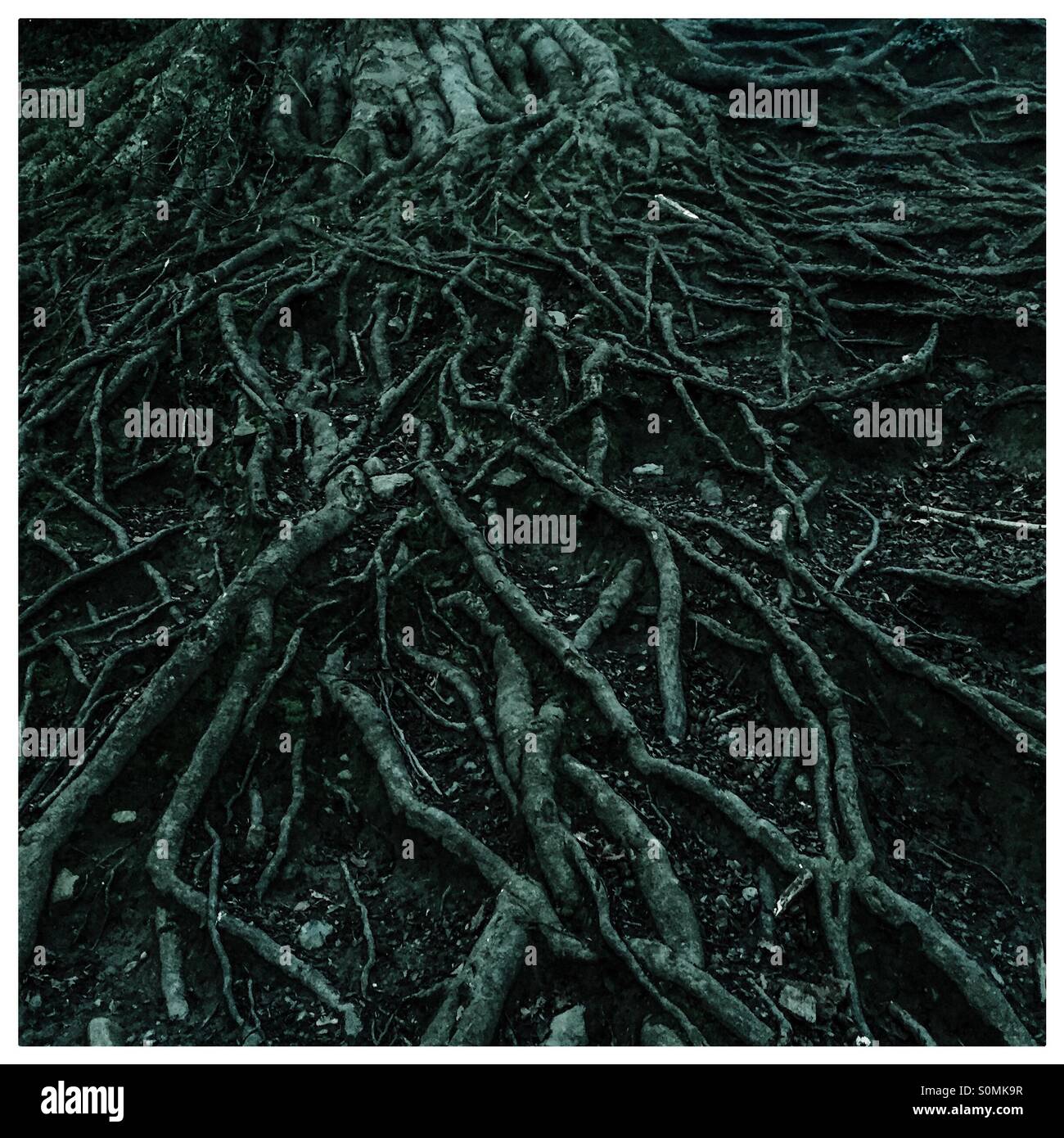 Scary roots hi-res stock photography and images - Alamy