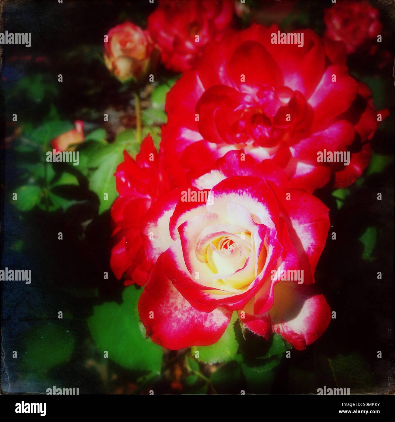 Red and white roses Stock Photo - Alamy