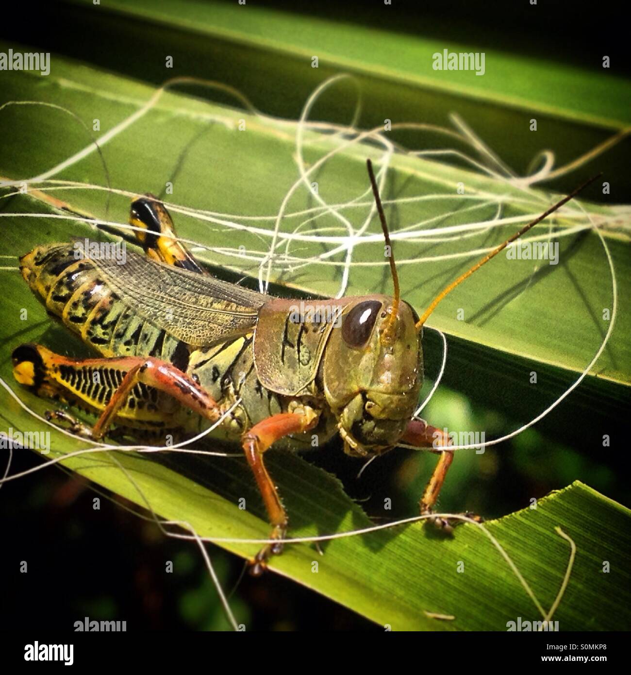 Chapulín hi-res stock photography and images - Alamy