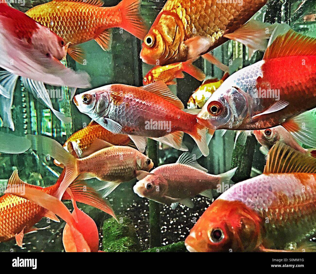 Goldfish in a tank Stock Photo - Alamy