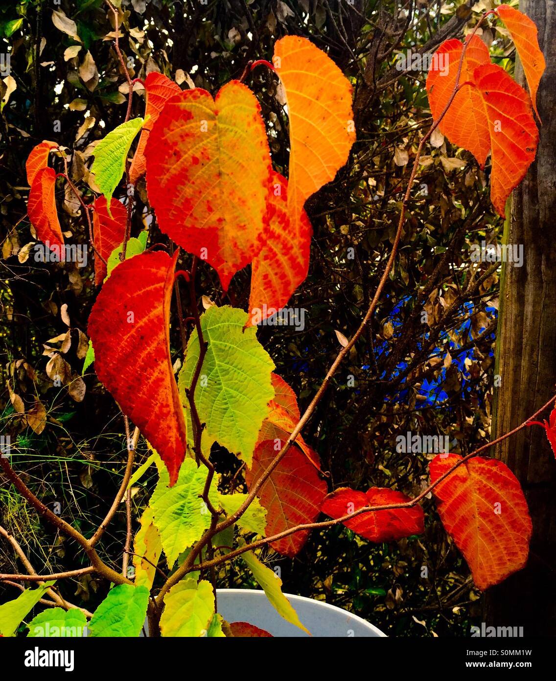 Plant leaves turning color Stock Photo - Alamy