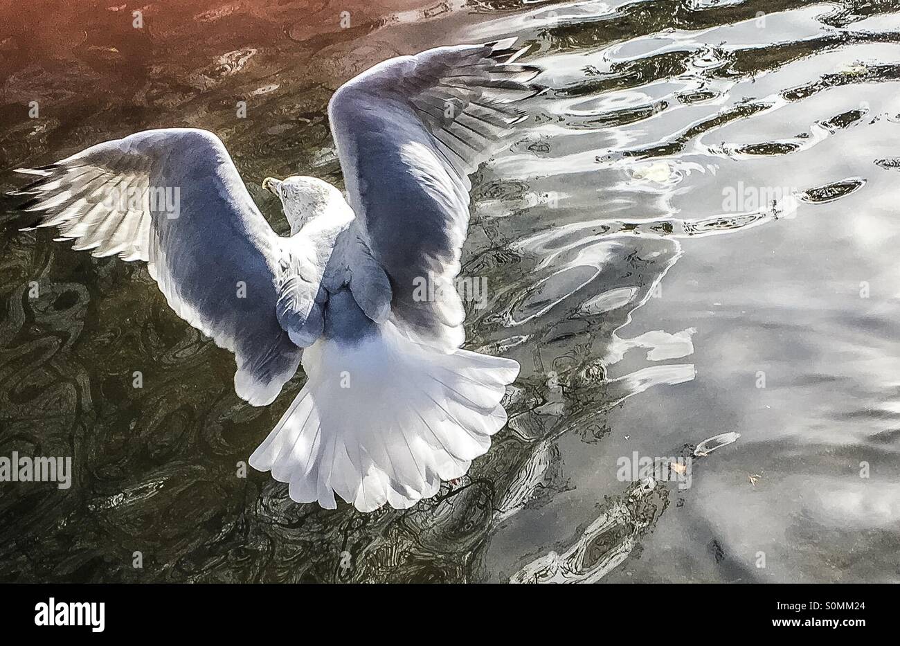 Gotcha hi-res stock photography and images - Alamy