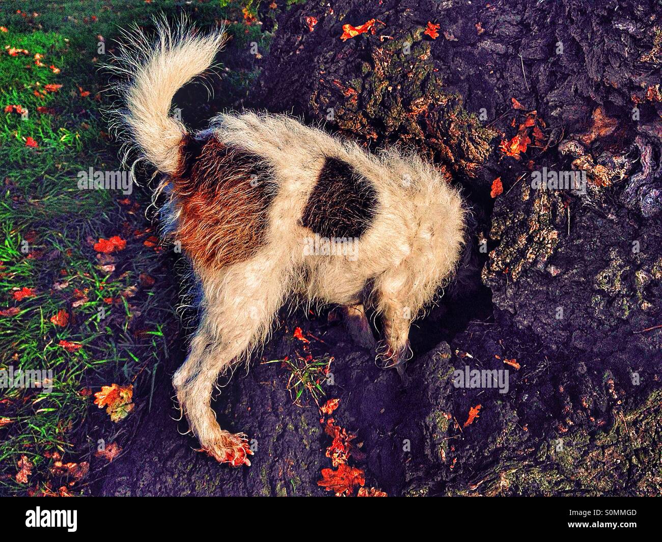 Dog in a hole Stock Photo - Alamy