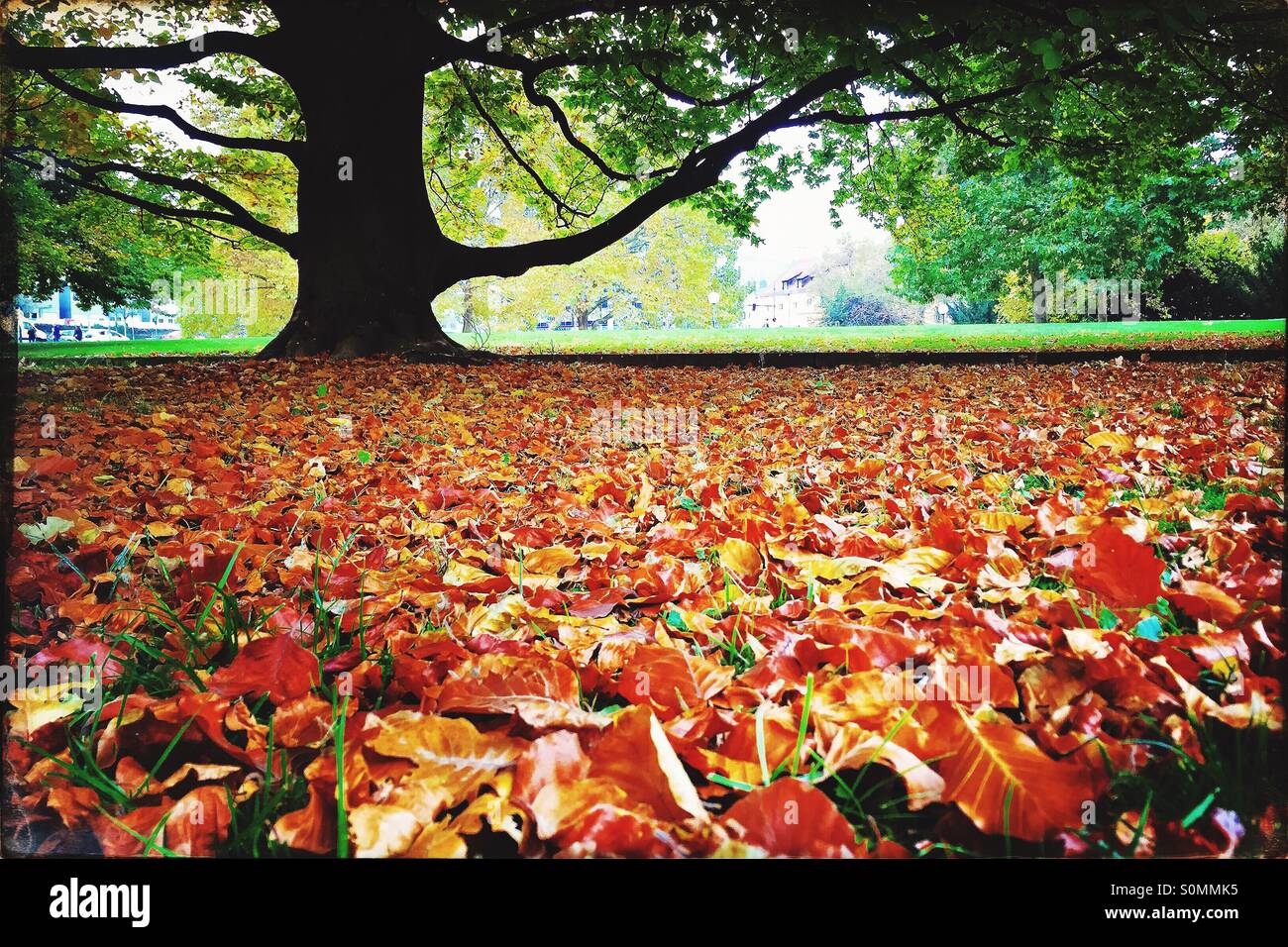 Falling beech leaves hi-res stock photography and images - Alamy