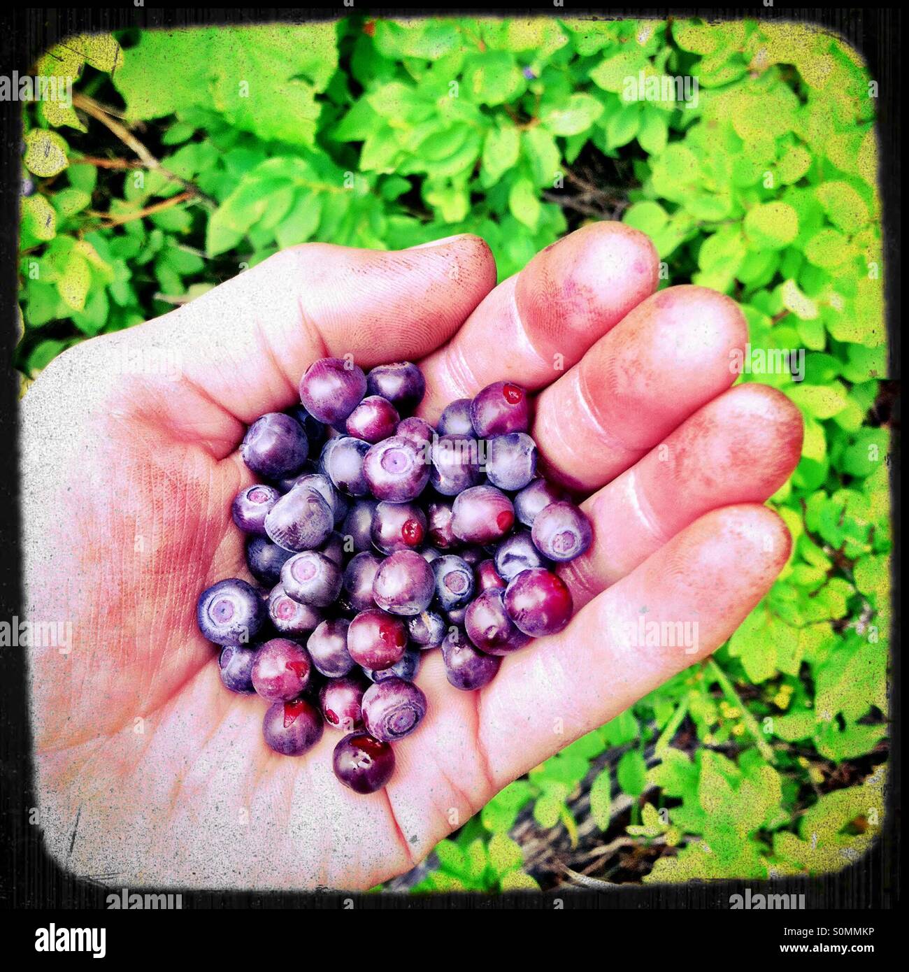 Huckleberries hi-res stock photography and images - Alamy