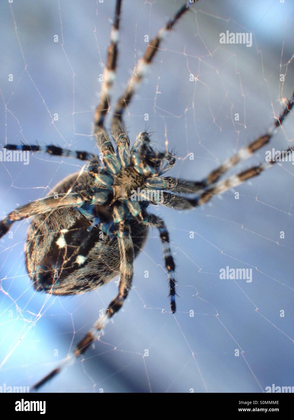 Spider scare hi-res stock photography and images - Alamy