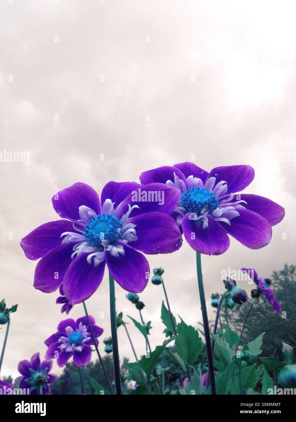 Colour change on dahlia flowers Stock Photo - Alamy