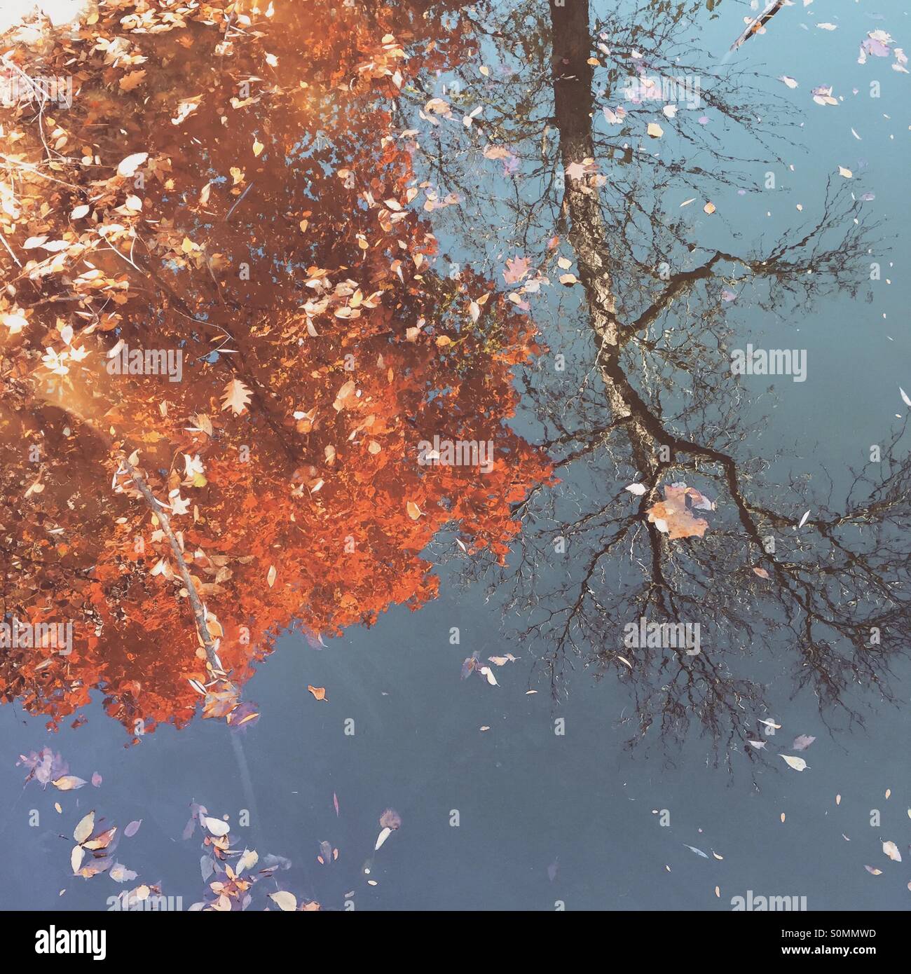 Trees reflecting on the water Stock Photo - Alamy