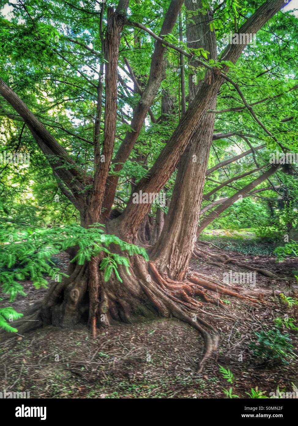 Redwood tree roots hi-res stock photography and images - Alamy