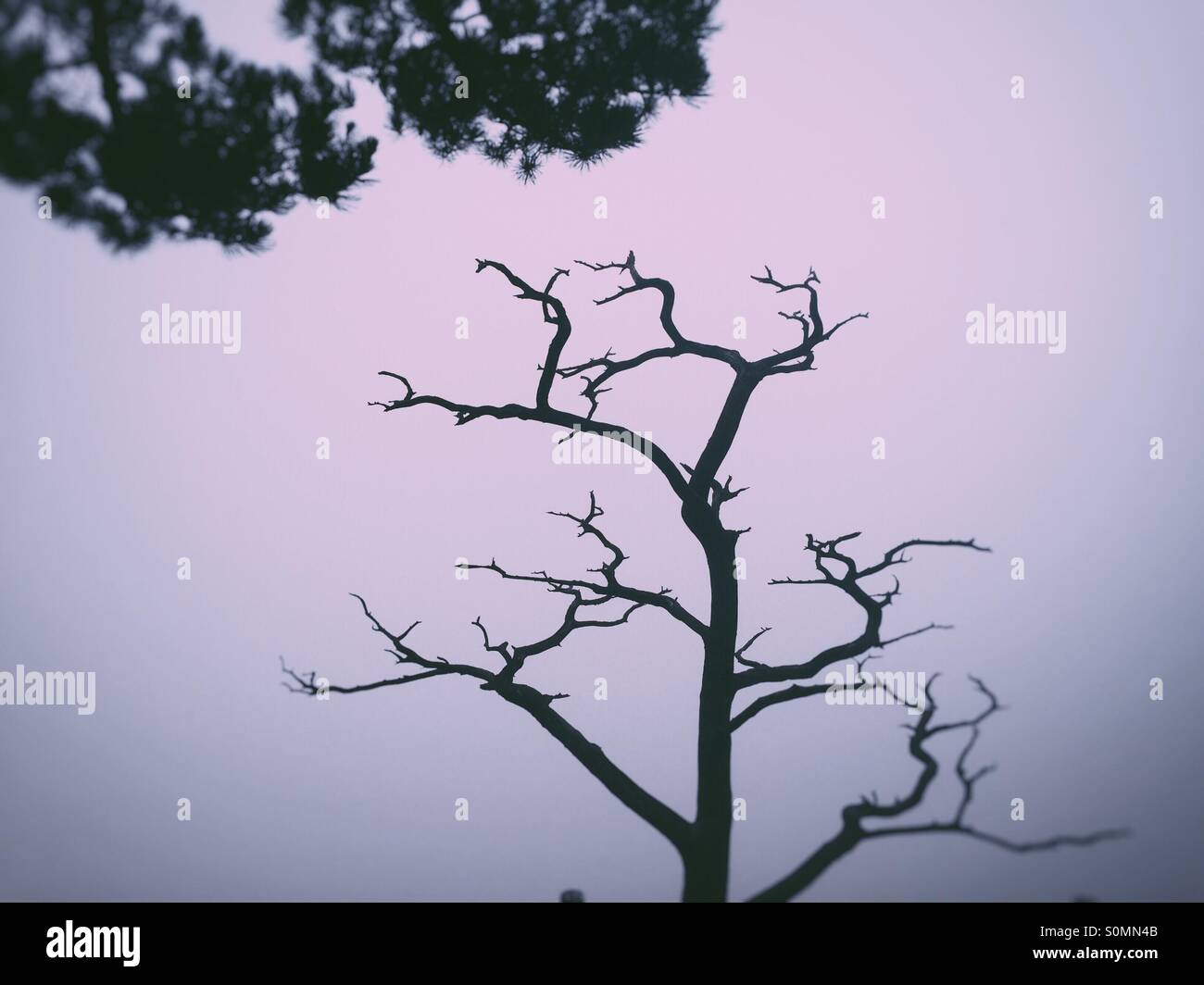 Spooky pine tree hi-res stock photography and images - Alamy