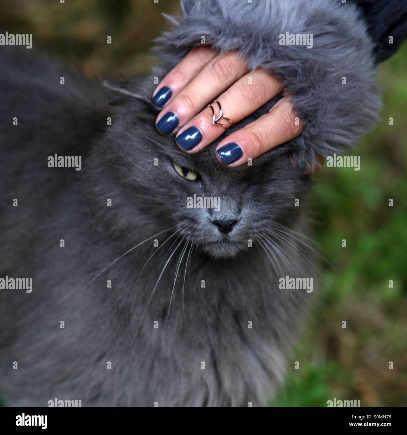 Touching a gray cat Stock Photo - Alamy