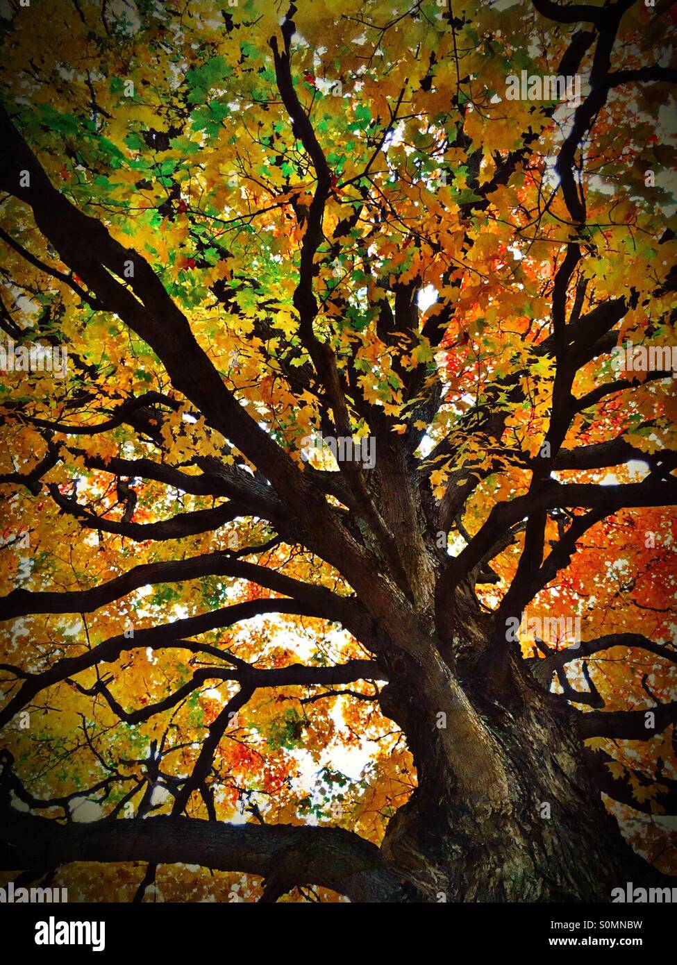 A look up through golden leaves on a tree Stock Photo - Alamy