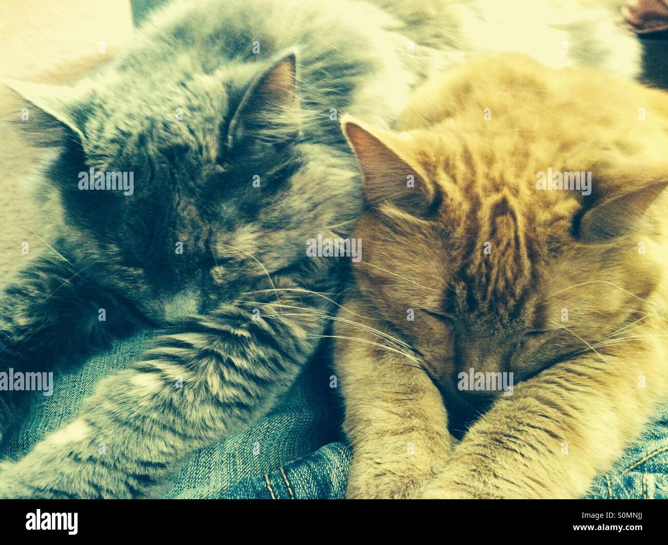 Fuzzy kittens hi-res stock photography and images - Alamy