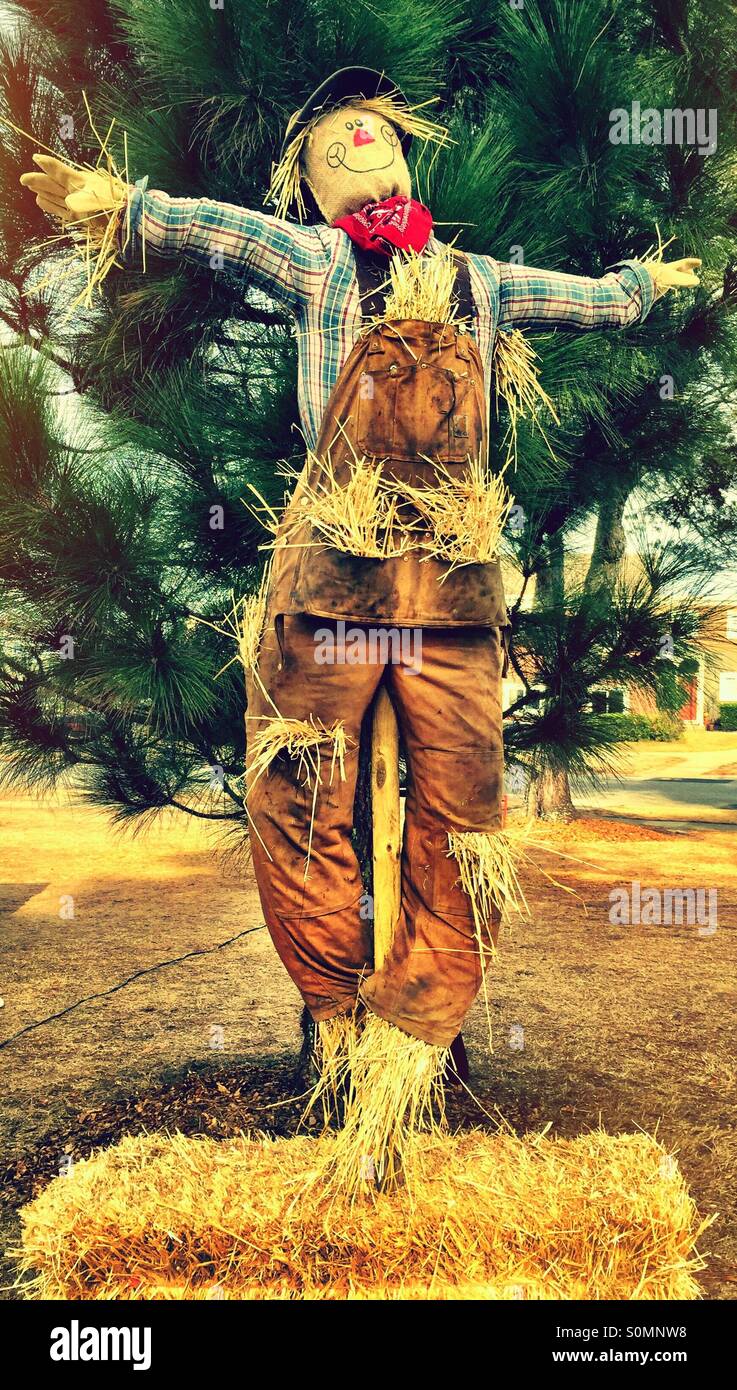 Scarecrow, happily beaming in the Autumn sunlight atop an amber bale of ...