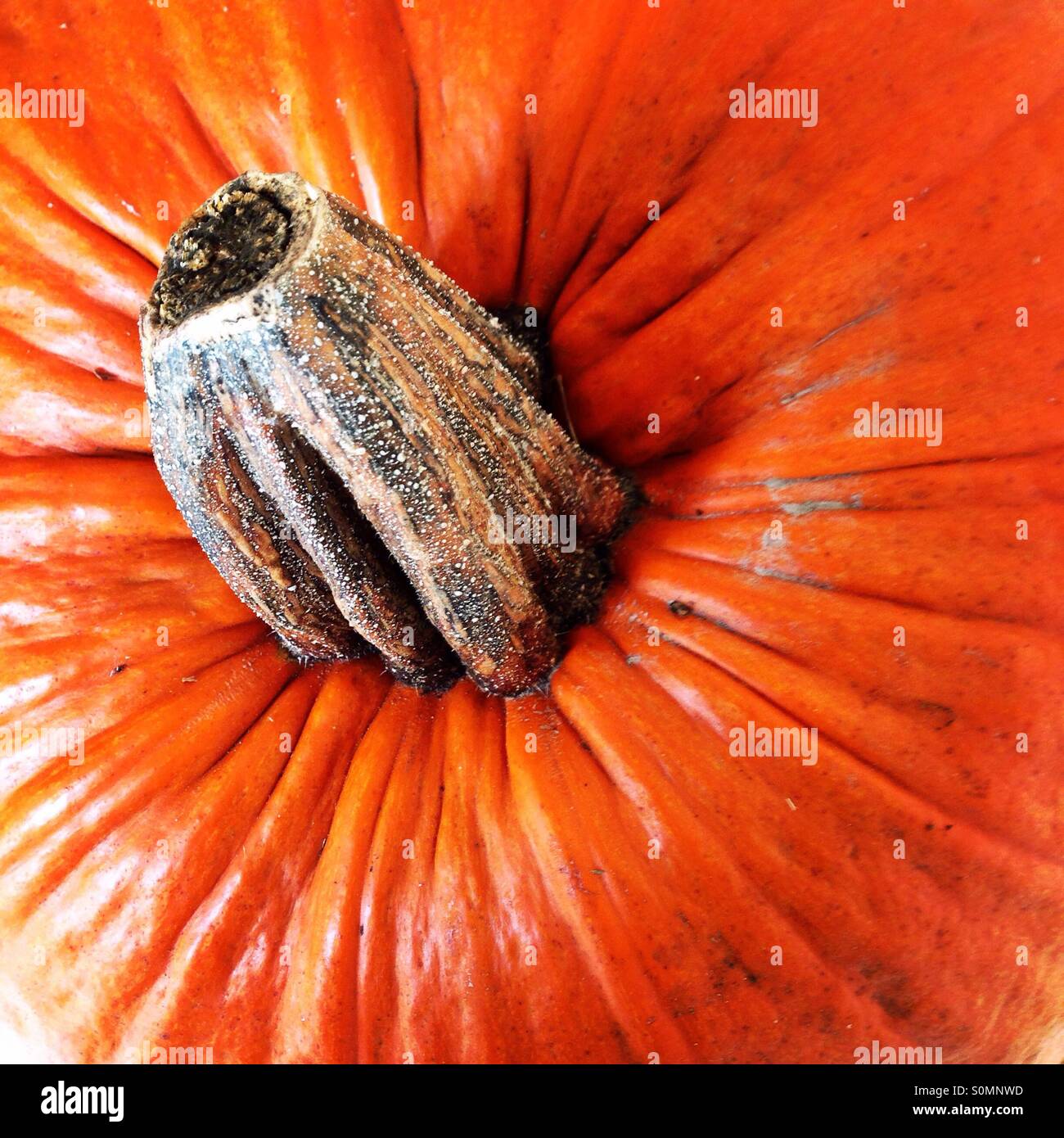 Pumpkin With Stem High Resolution Stock Photography and Images - Alamy