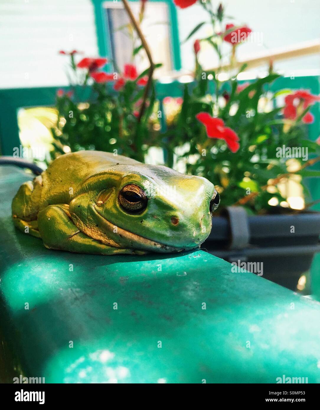 Australian green frog hi-res stock photography and images - Alamy