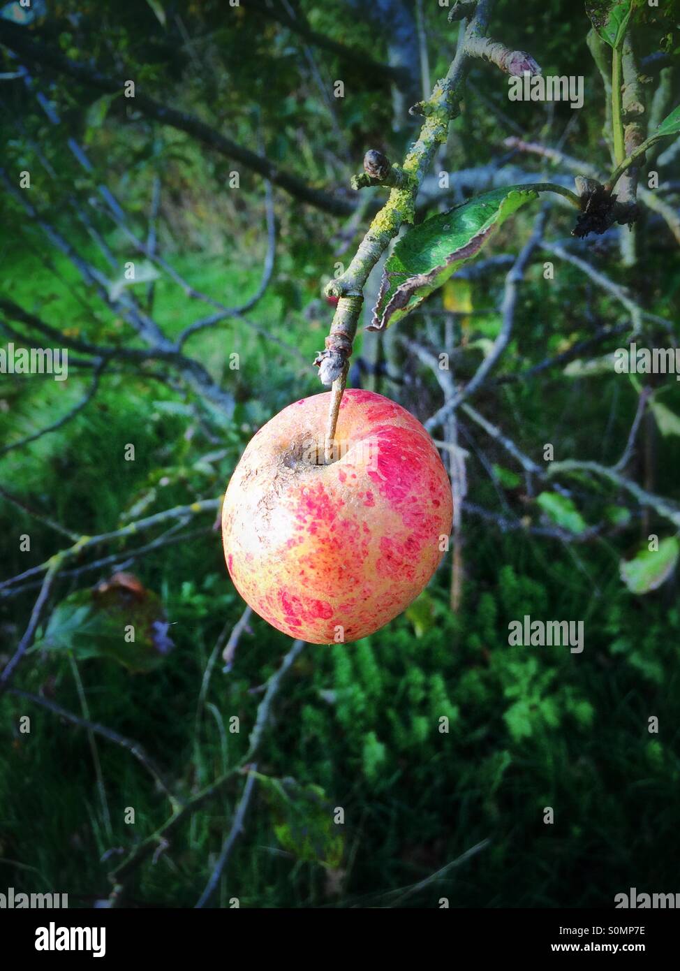 Red apple on tree hi-res stock photography and images - Alamy