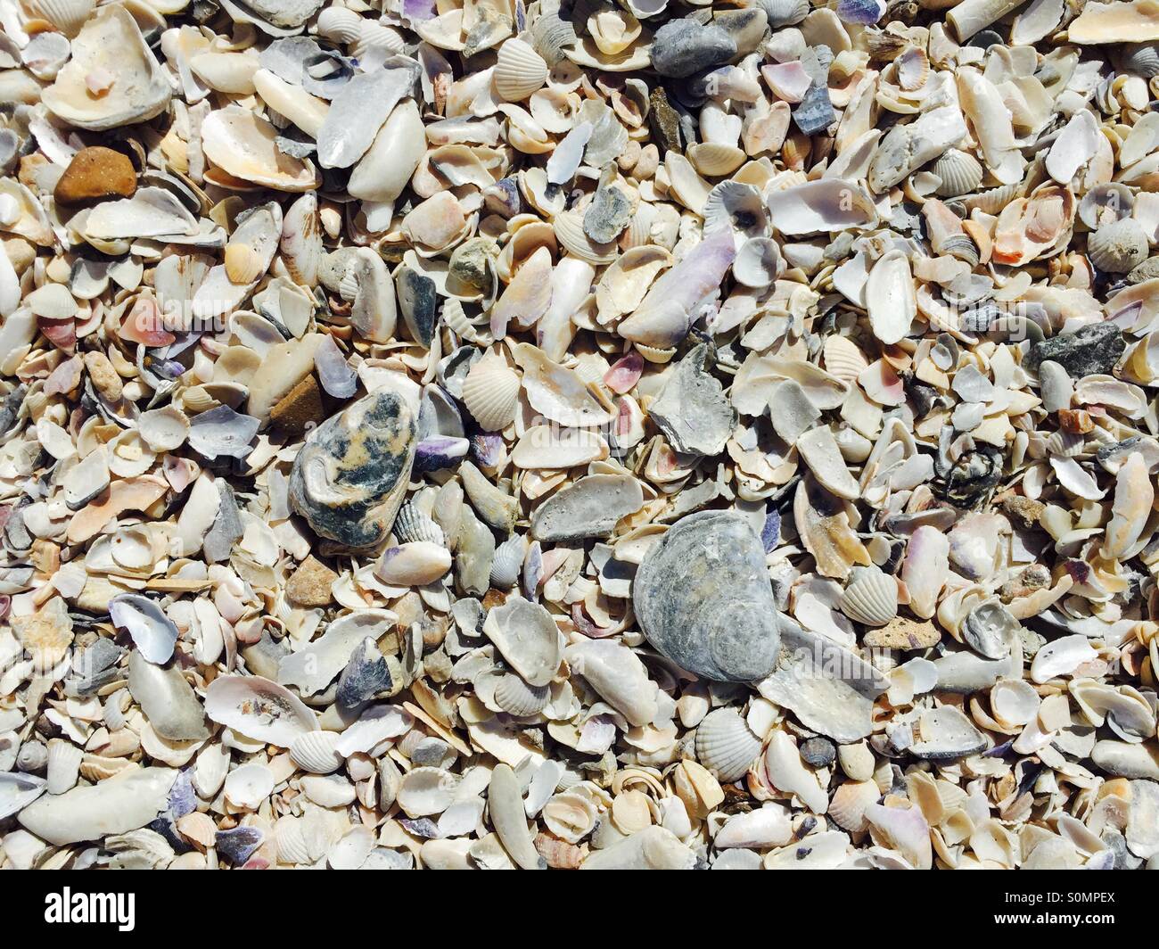 Shells texture hi-res stock photography and images - Alamy