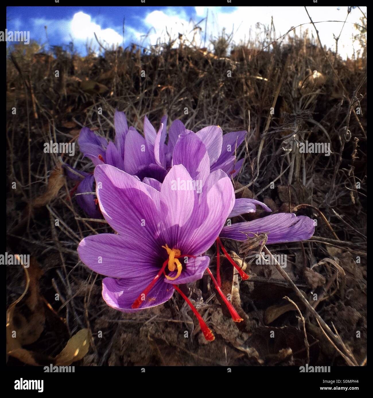 The vibrant mauve flowers of the Saffron Crocus (Crocus sativus), with ...