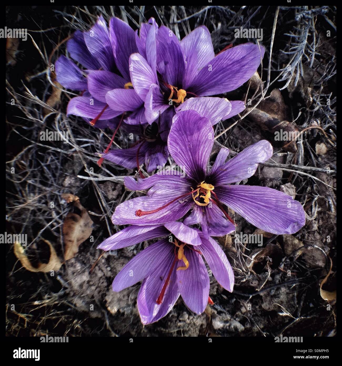 The vibrant mauve flowers of the Saffron Crocus (Crocus sativus), with ...