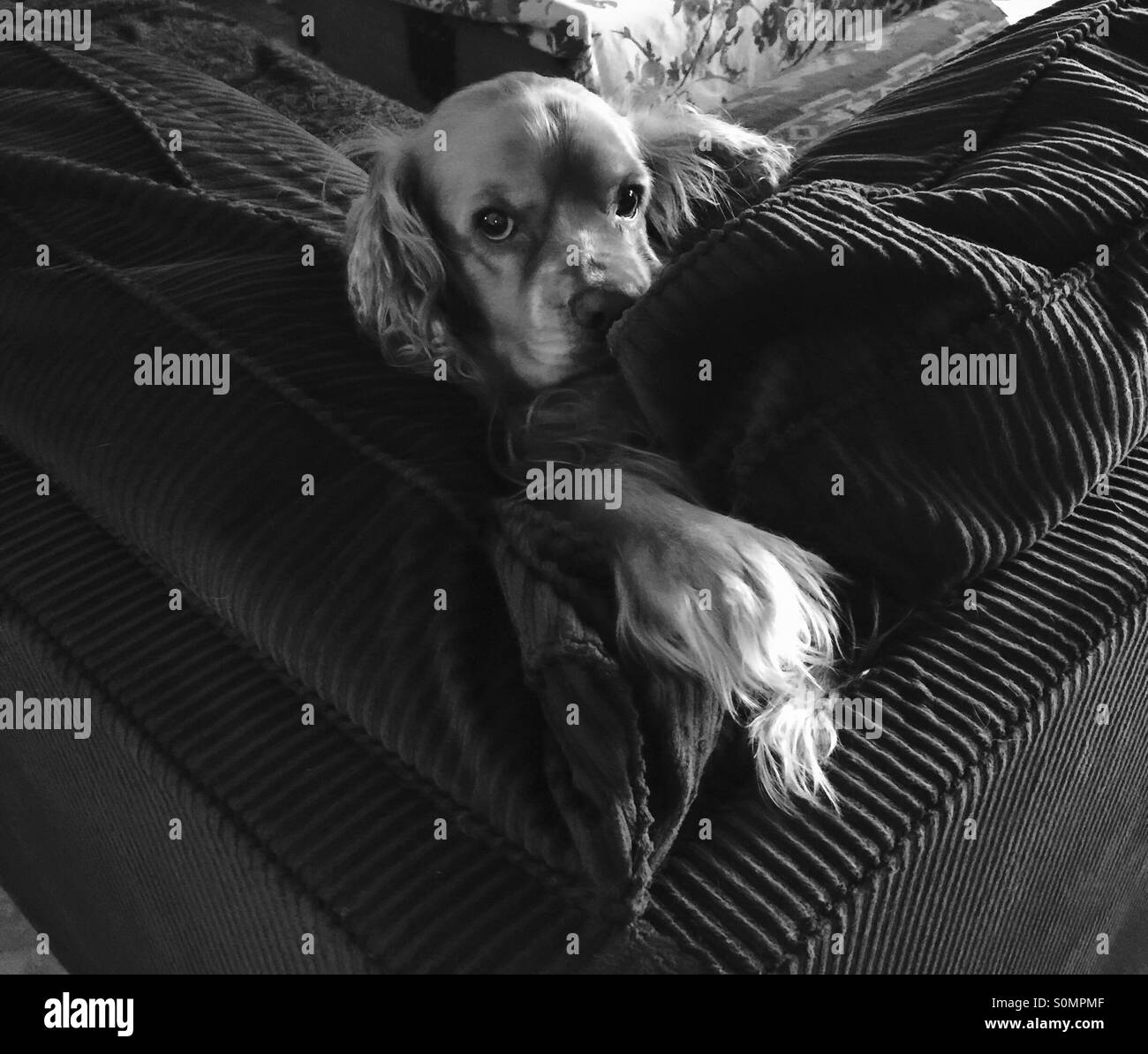 Chilling Dog High Resolution Stock Photography and Images - Alamy