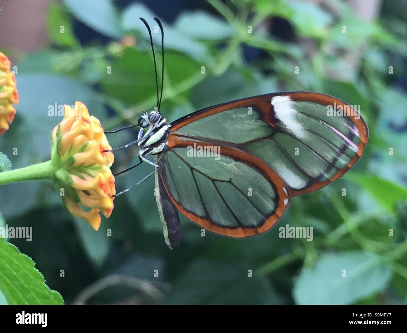 Clear winged butterfly hi-res stock photography and images - Alamy