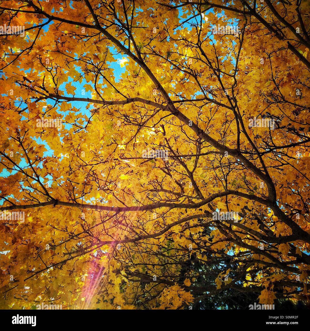 Sun rays coming through a perfect autumn maple tree in brilliant yellow ...