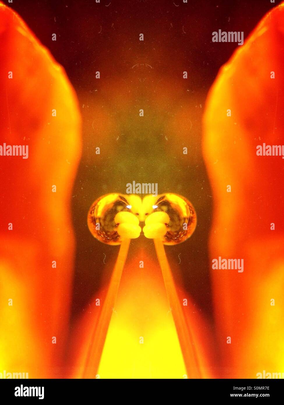 Symmetrical image of raindrop on hypericum stamen Stock Photo - Alamy