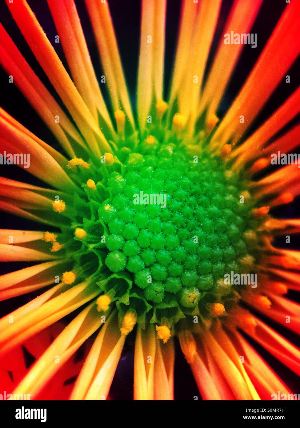Daisy like flower Stock Photo - Alamy