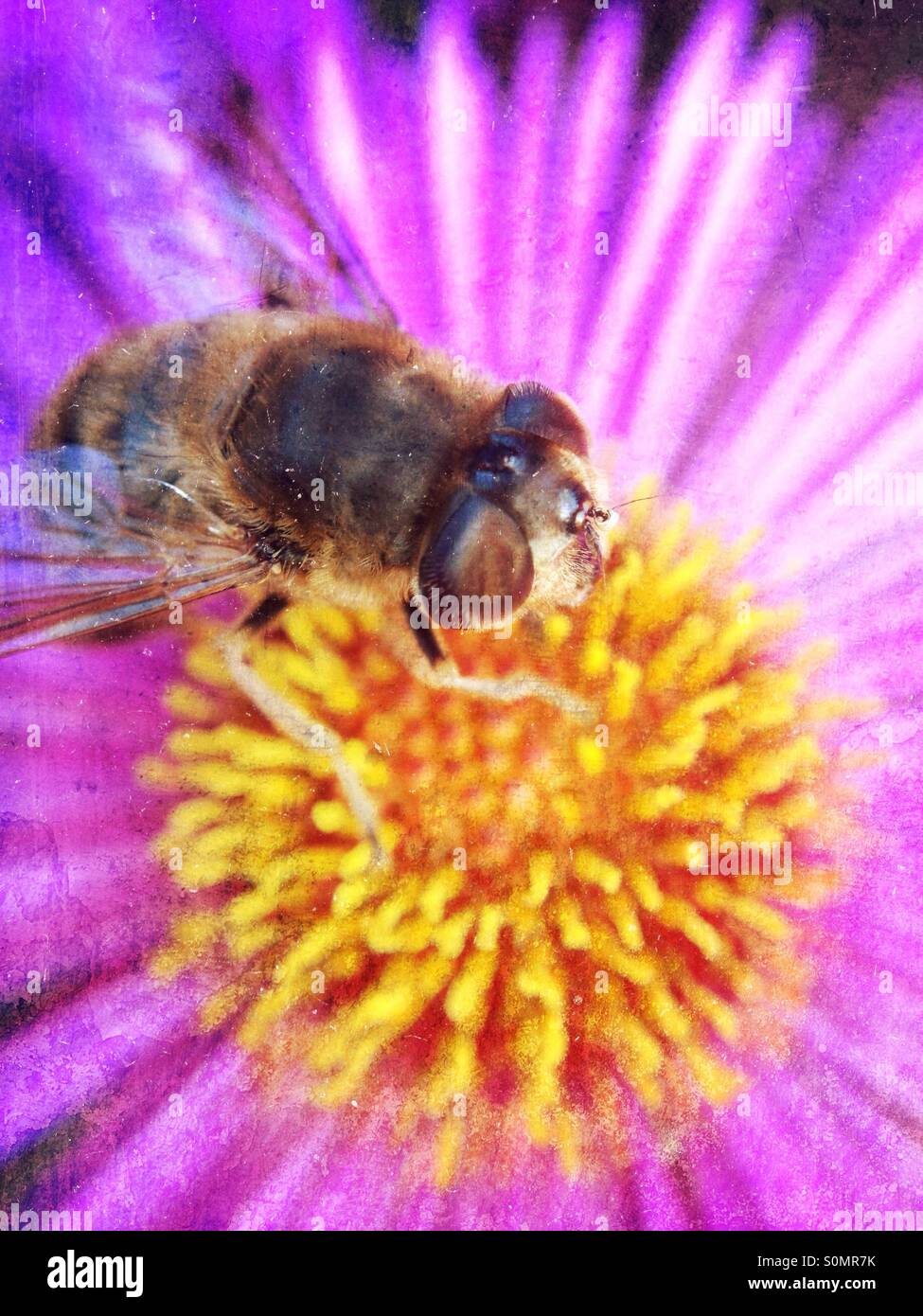 Michaelmas daisy bee hi-res stock photography and images - Alamy