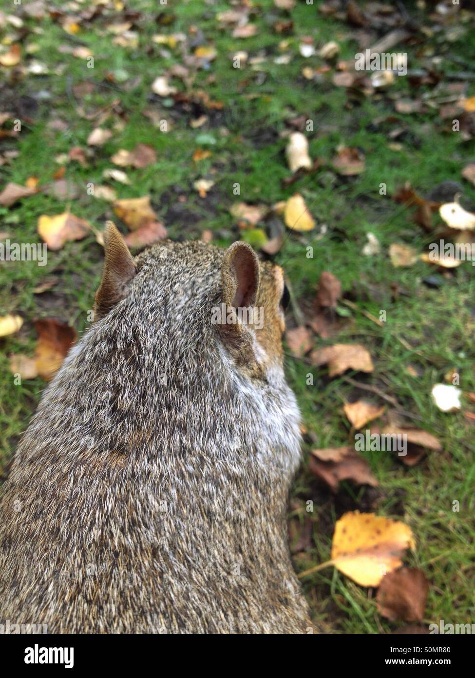 Squirrel from behind Stock Photo - Alamy
