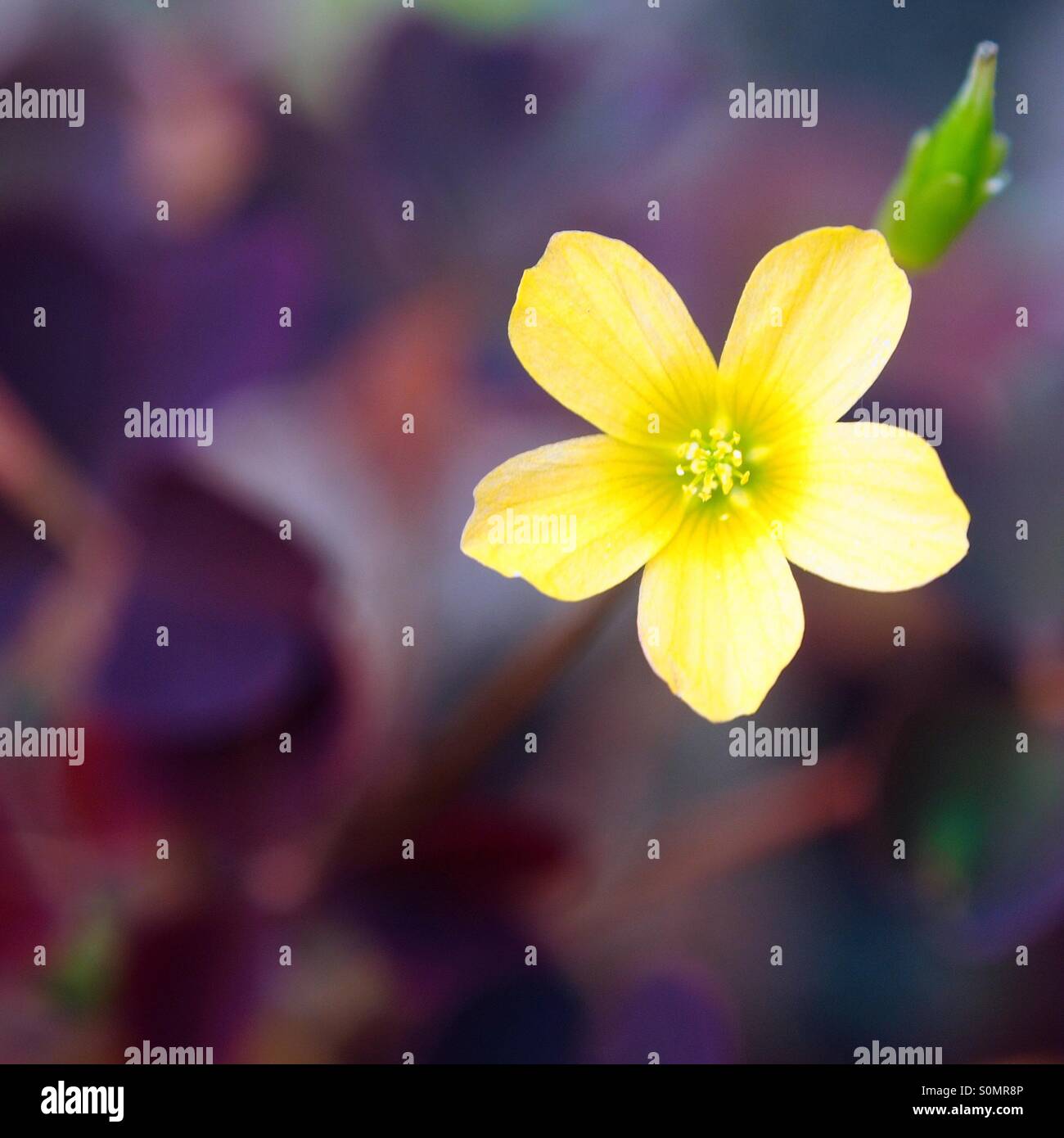 Wild yellow flower background Stock Photo - Alamy