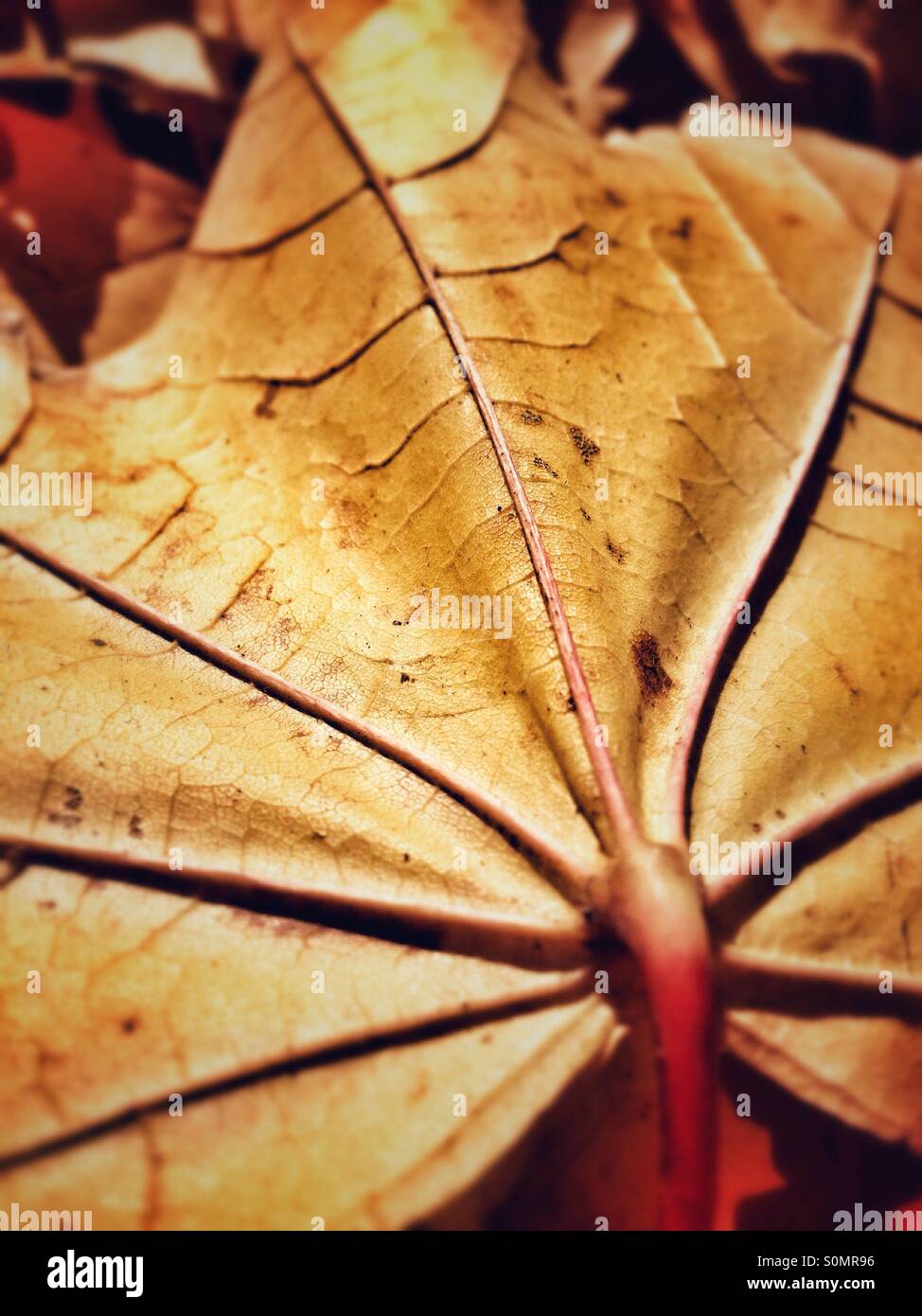 Maple leaf backside hi-res stock photography and images - Alamy