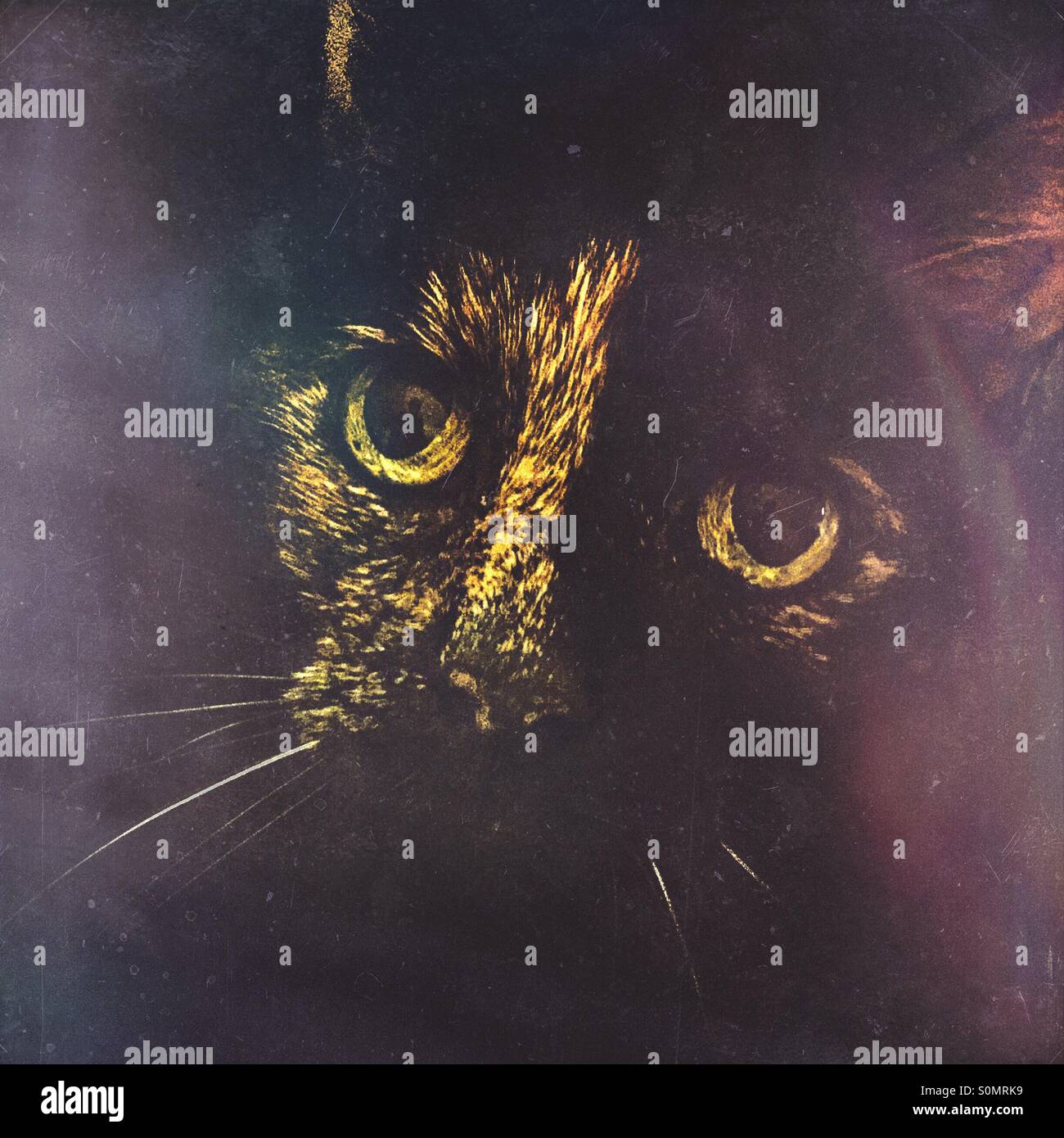 Closeup of a tortoise shell cat. Black cat Stock Photo - Alamy