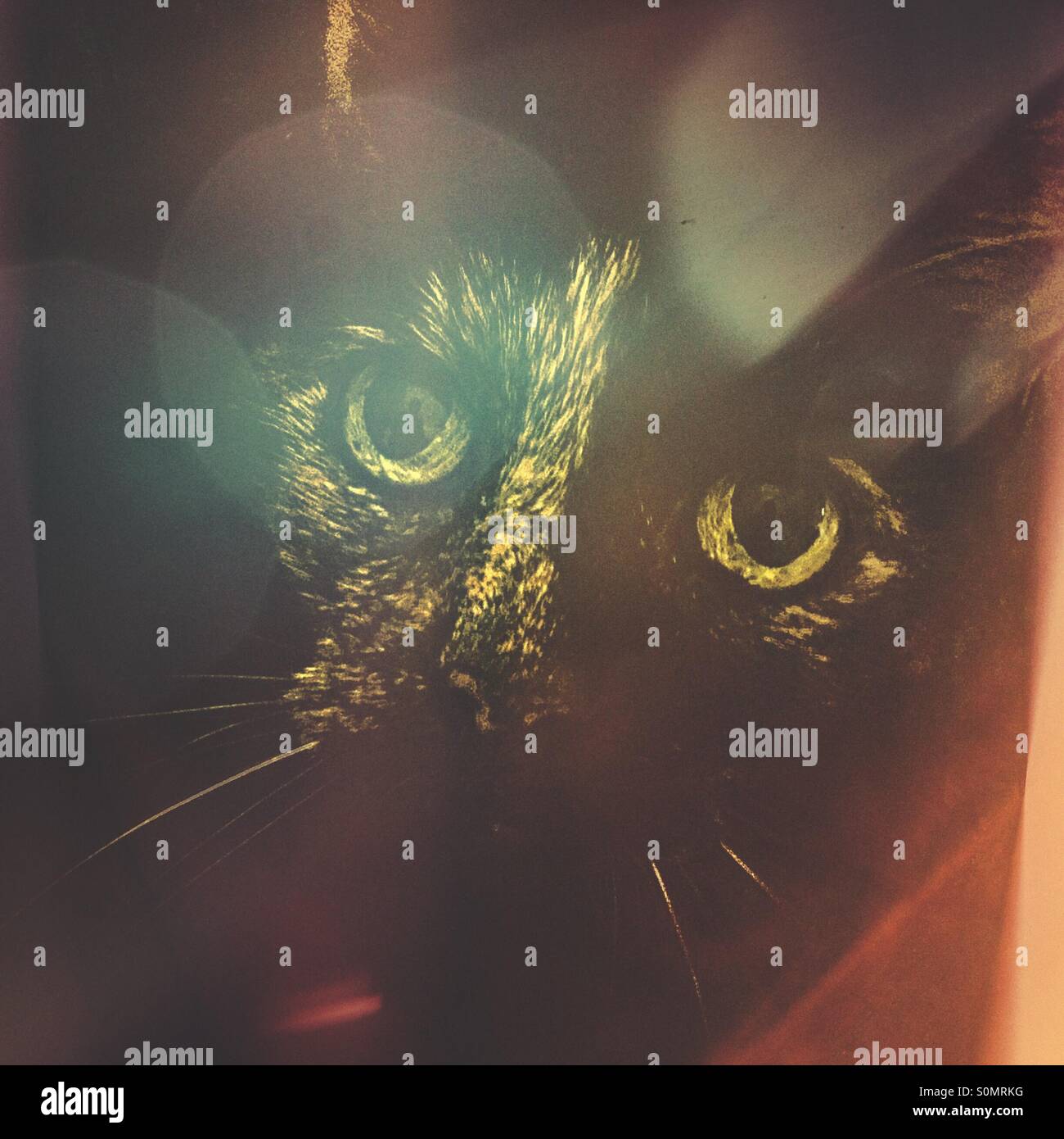 Closeup of a tortoise shell cat. Black cat Stock Photo - Alamy