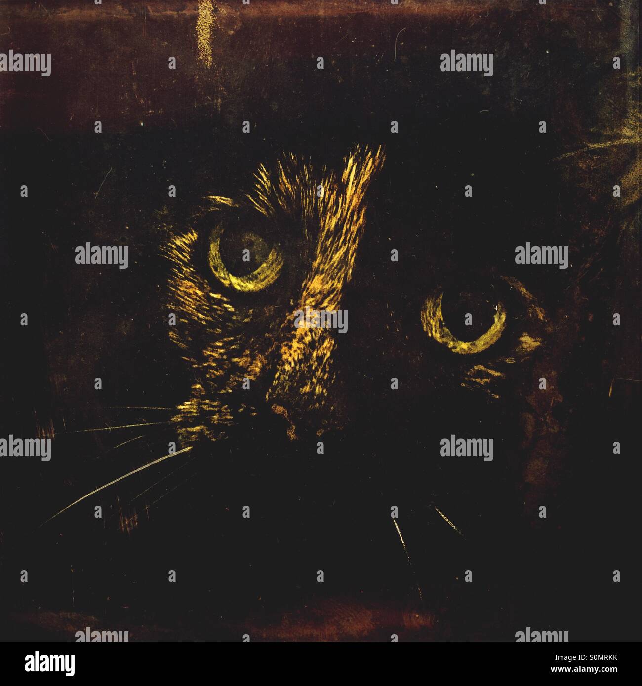 Closeup of a tortoise shell cat. Black cat Stock Photo - Alamy