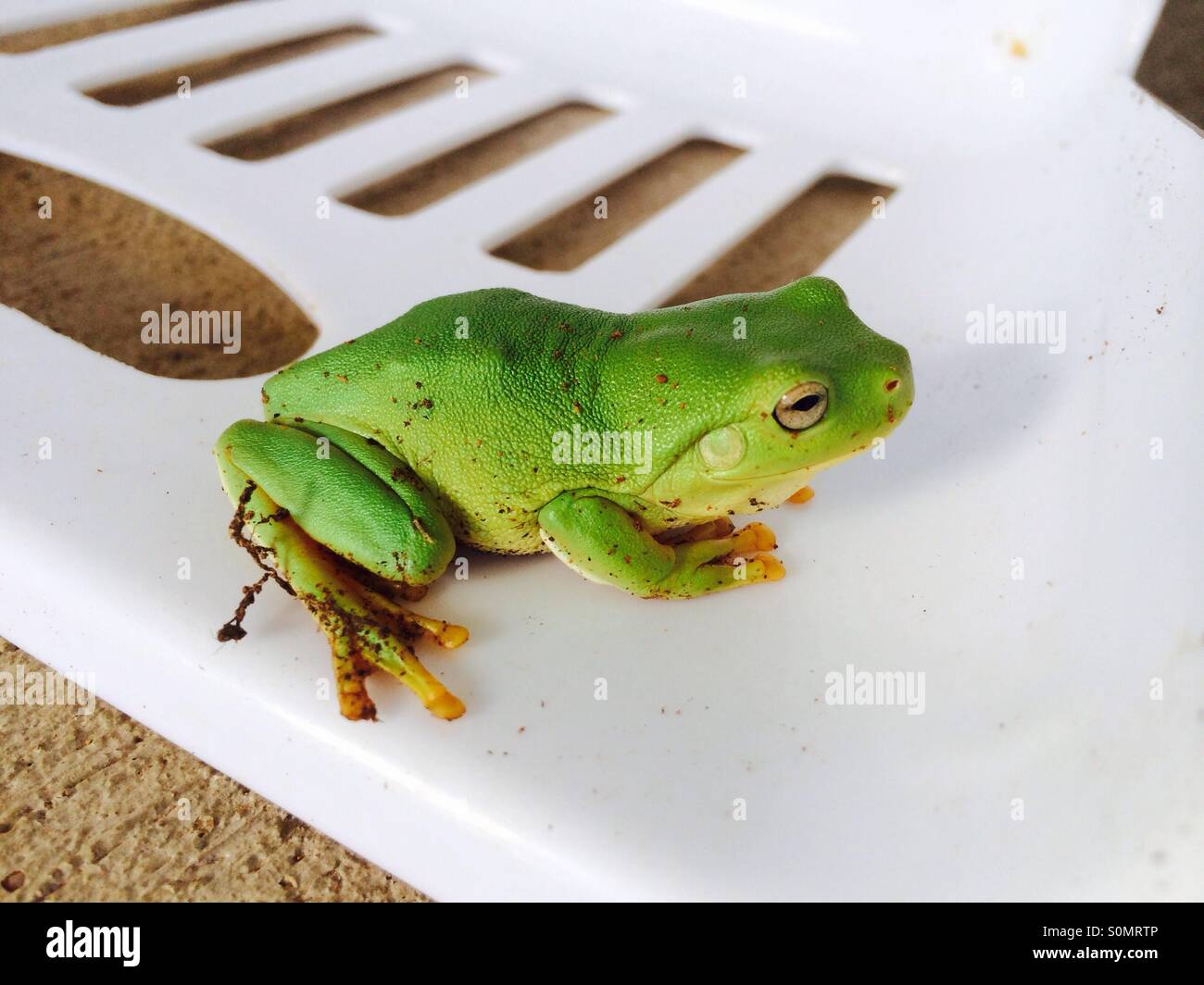 Green frog 🐸 Stock Photo - Alamy