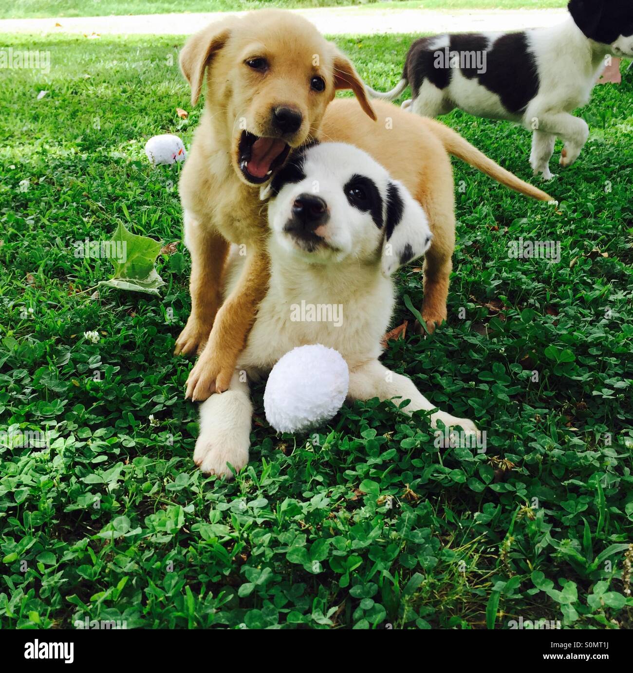 Love pups hi-res stock photography and images - Alamy
