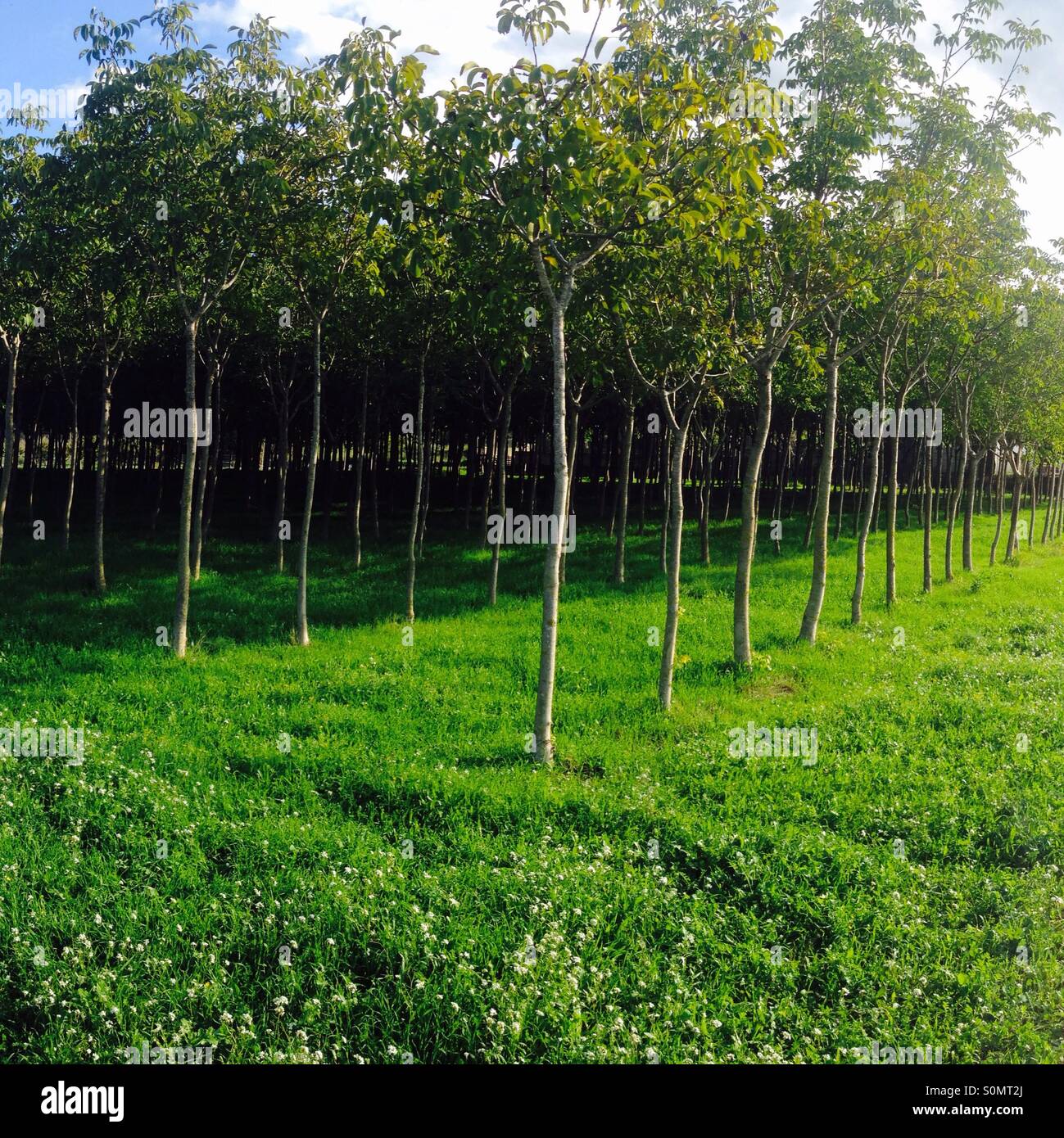 Silver barked trees hi-res stock photography and images - Alamy