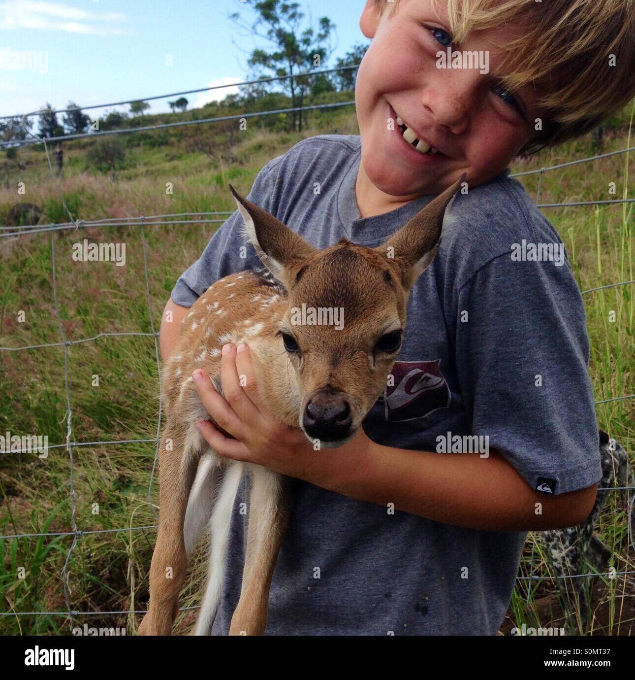 Baby Deer Holding High Resolution Stock Photography and Images - Alamy