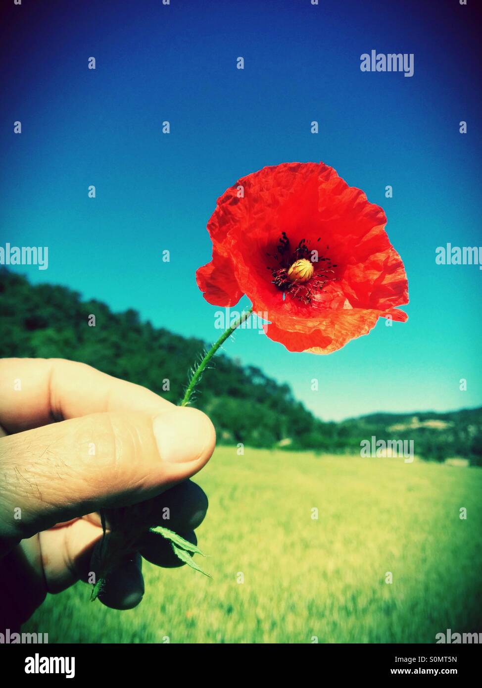 Hand holding poppy hi-res stock photography and images - Alamy