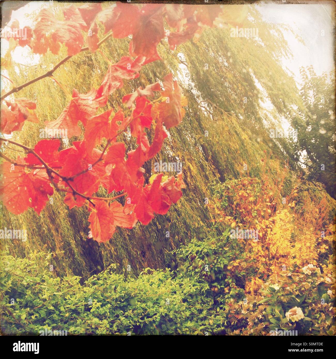 Autumn through kitchen window Stock Photo - Alamy