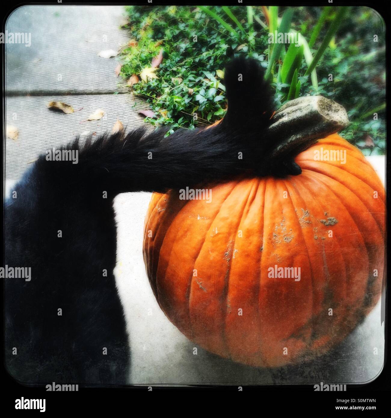 Black cats tail on pumpkin Stock Photo - Alamy