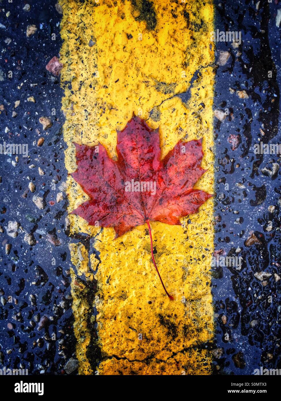 Striped maple hi-res stock photography and images - Alamy