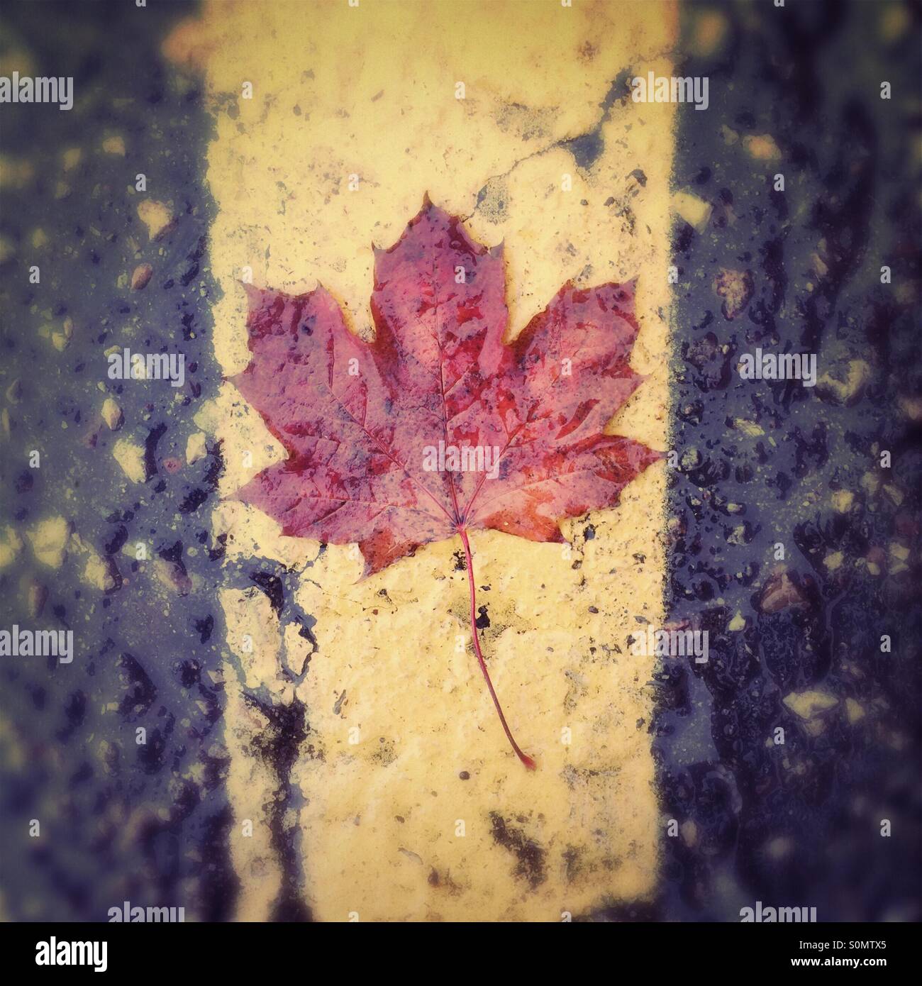 Striped maple hi-res stock photography and images - Alamy