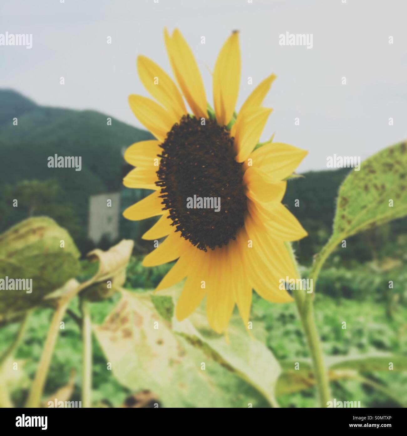 Green sunflower leaves hi-res stock photography and images - Alamy