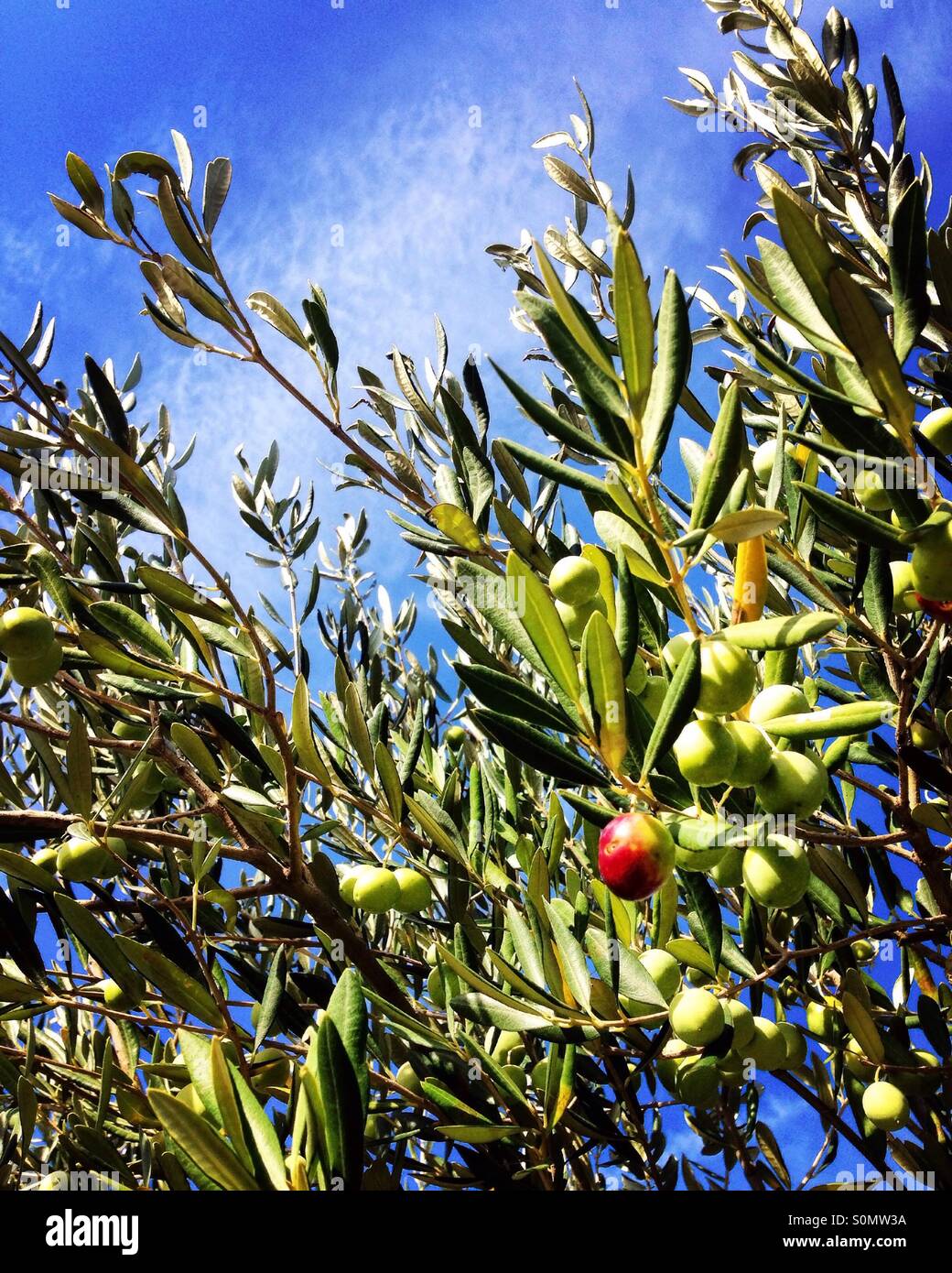Olive tree branch with blue sky background Stock Photo - Alamy