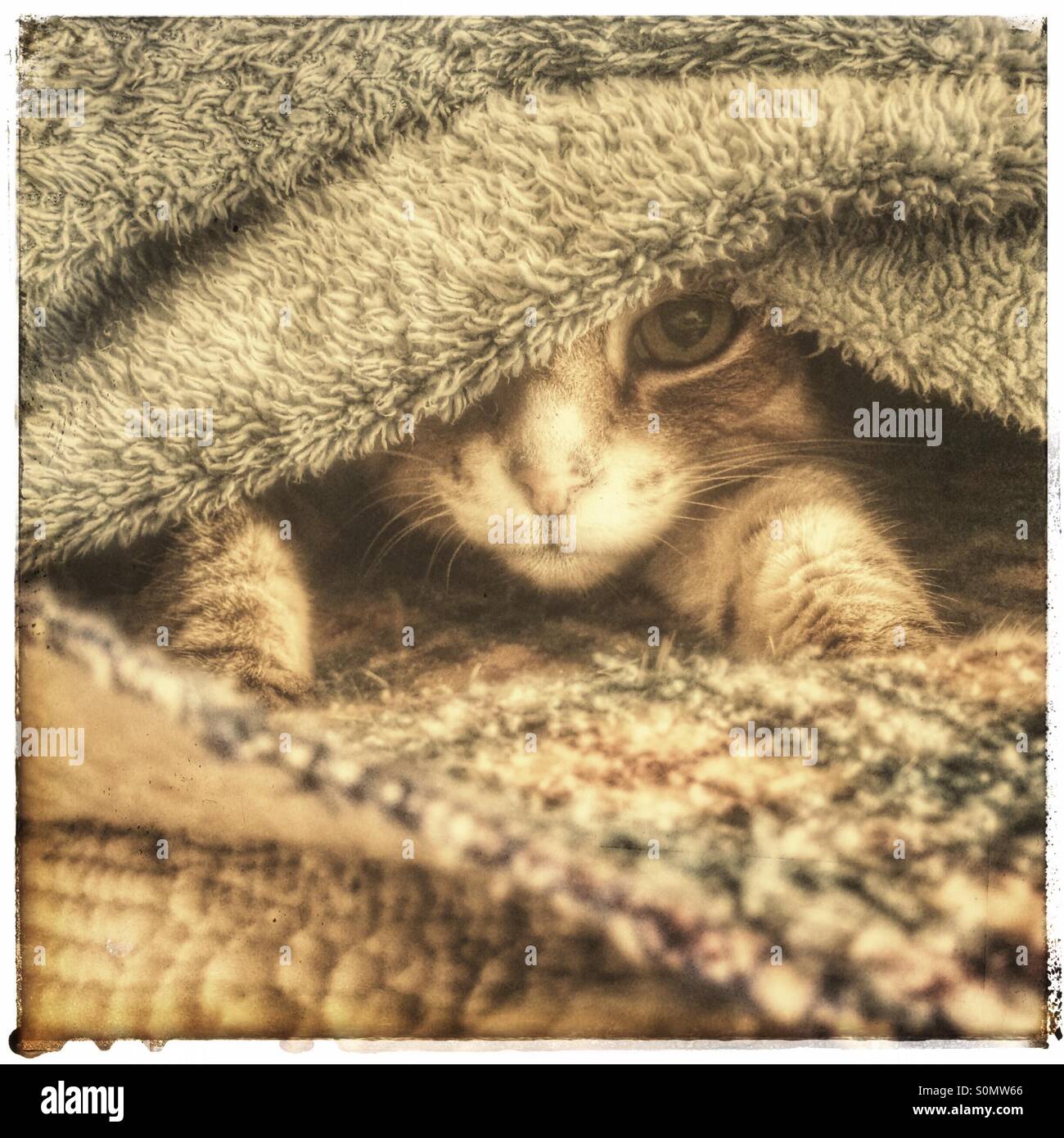 Cat peeking from underneath blankets Stock Photo - Alamy