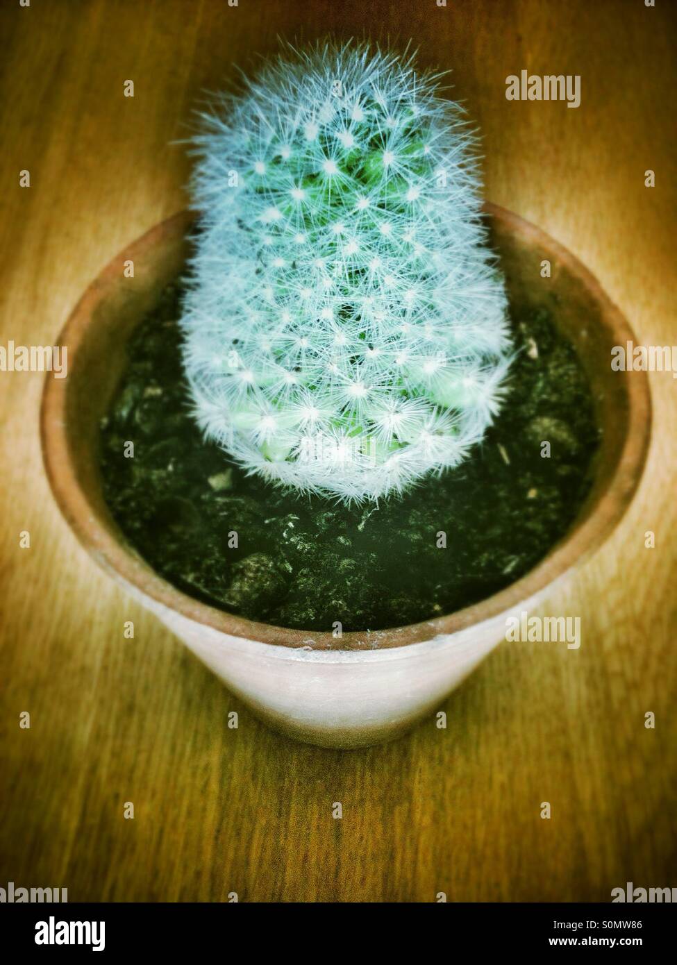 Clay plant hi-res stock photography and images - Alamy