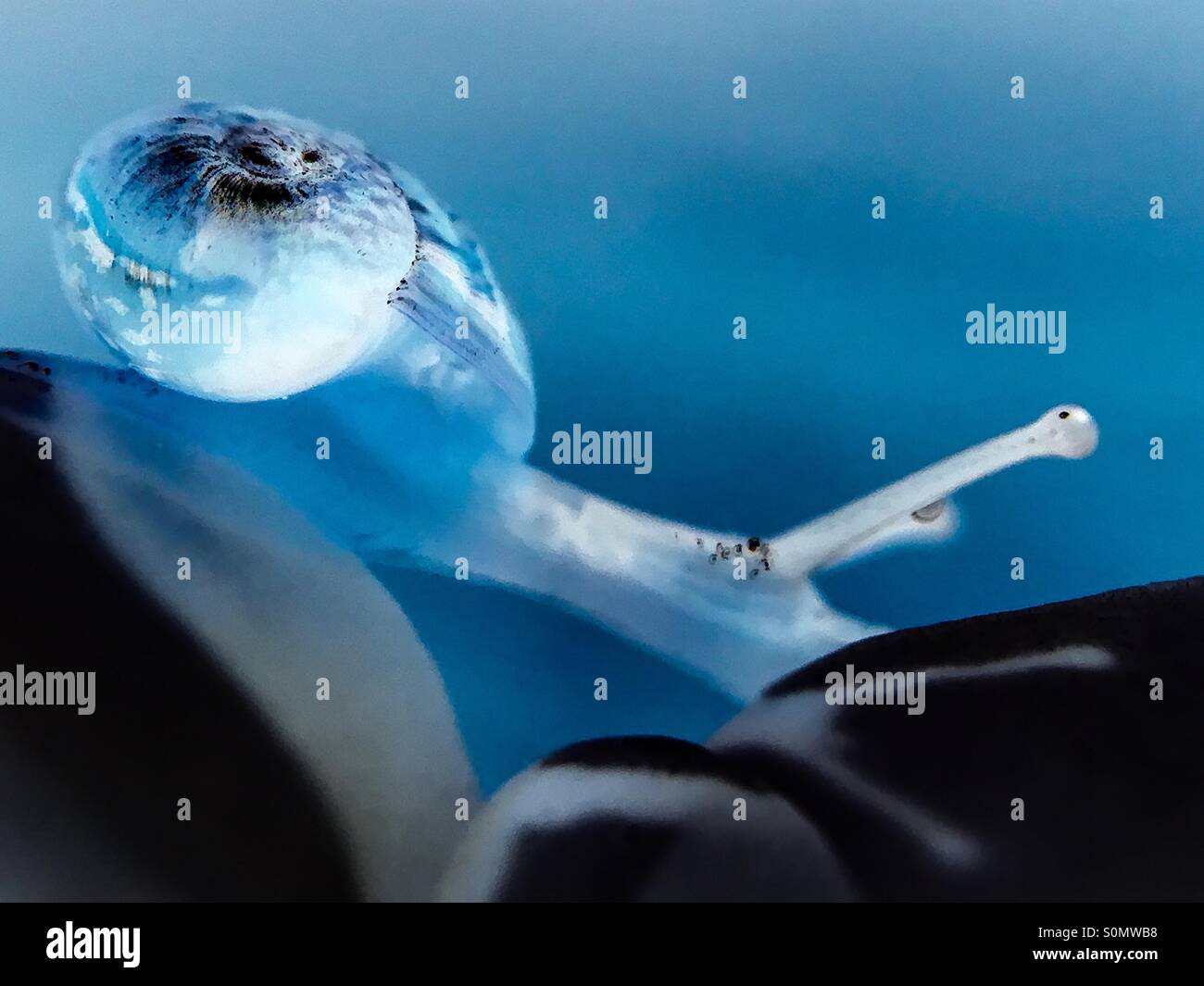 Inverted snail hi-res stock photography and images - Alamy